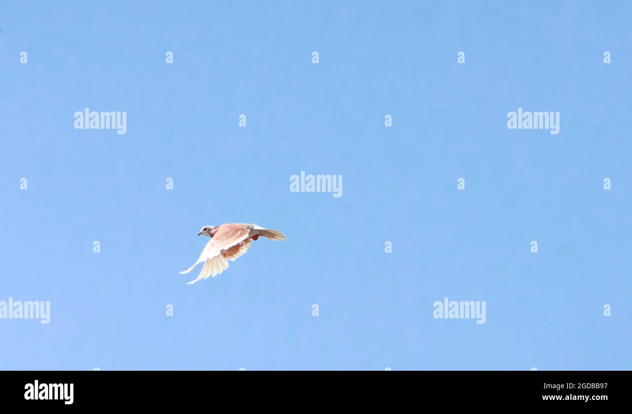 Flying white dove hi-res stock photography and images - Alamy
