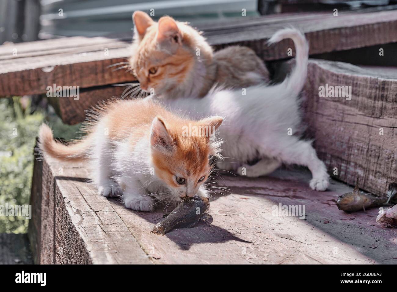 Cute ginger kitten eating small fresh fish on old wooden porch of rural ...