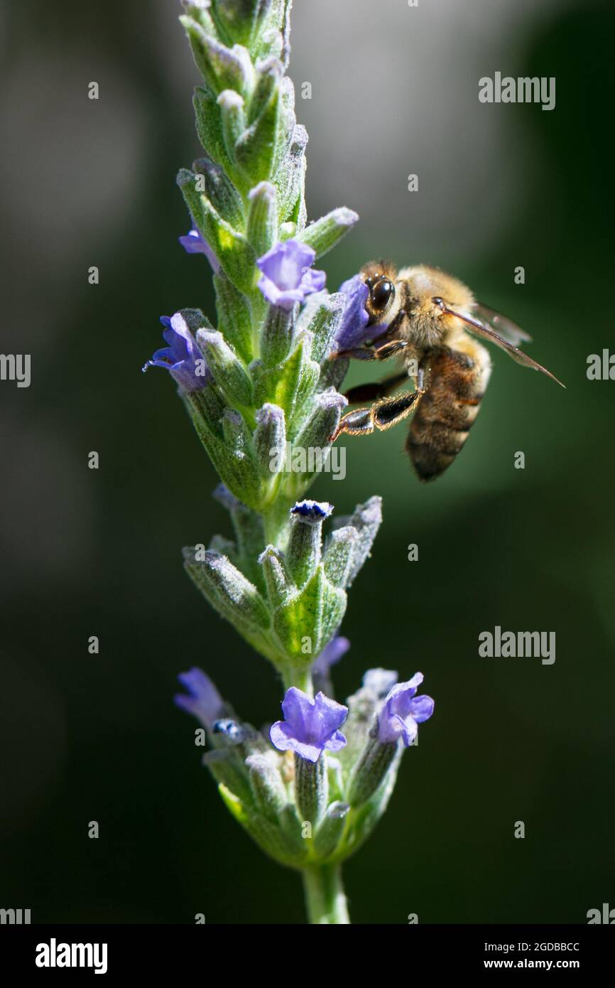 Bees in green yellow grass hi-res stock photography and images - Alamy