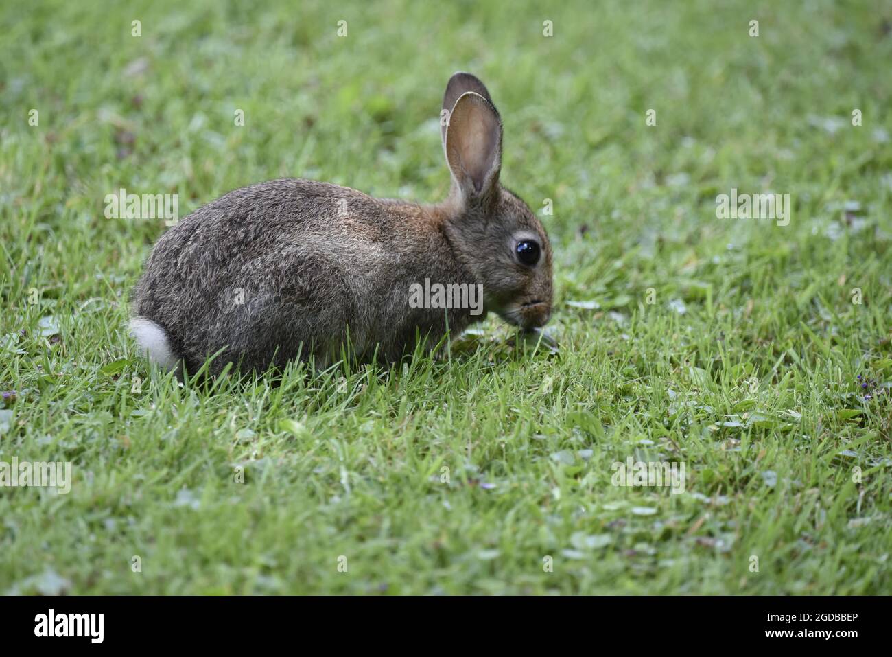 Juvenile wildlife hi-res stock photography and images - Alamy
