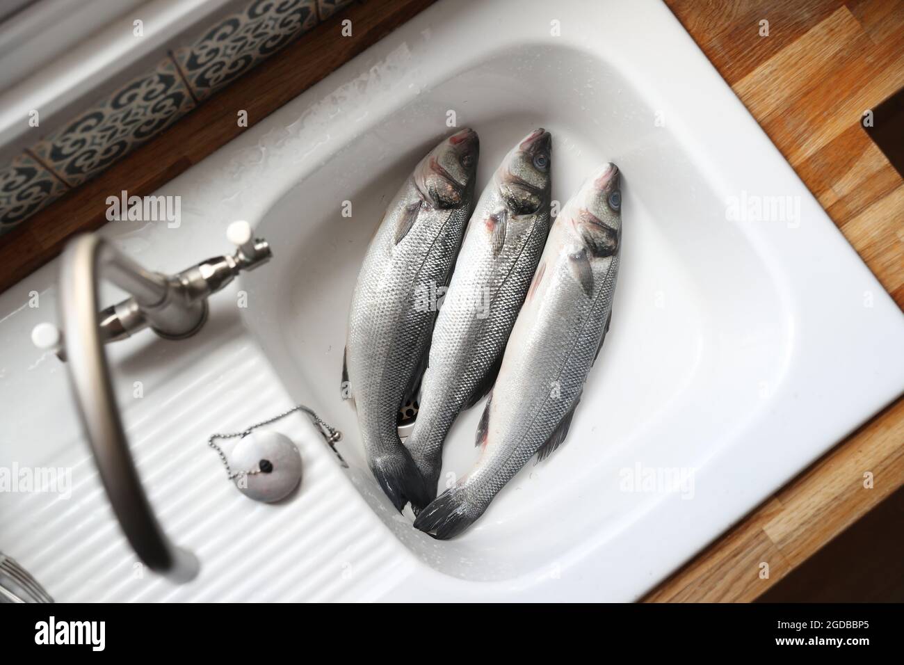 Three whole Sea Bass in a kitchen sink ready to be scaled and gutted in ...