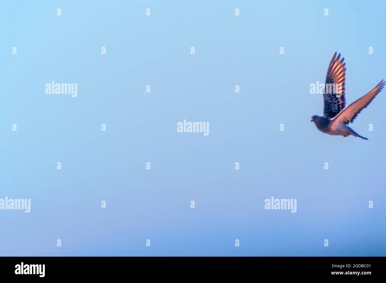 White dove in flight water hi-res stock photography and images - Alamy