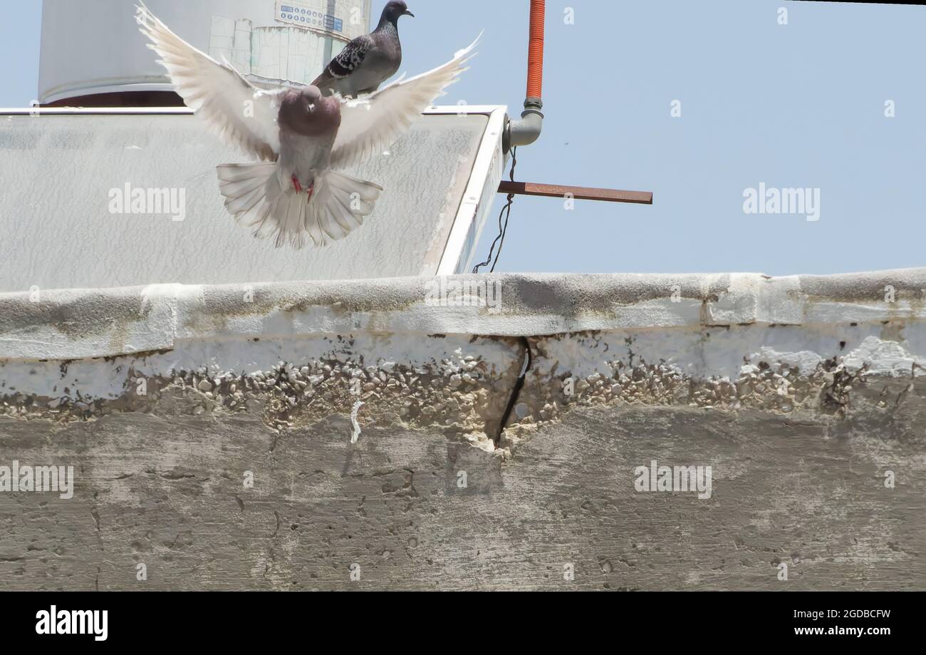 White dove flying blue sky hi-res stock photography and images - Alamy