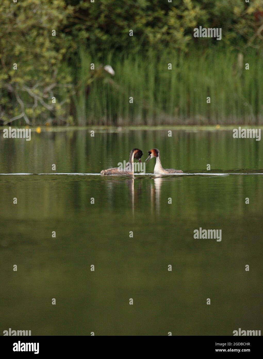 Great Crested Grebe courtship display Stock Photo - Alamy