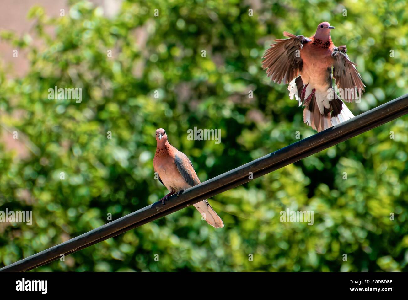 Indian Pigeon OR Rock Dove - The rock dove, rock pigeon, or common ...