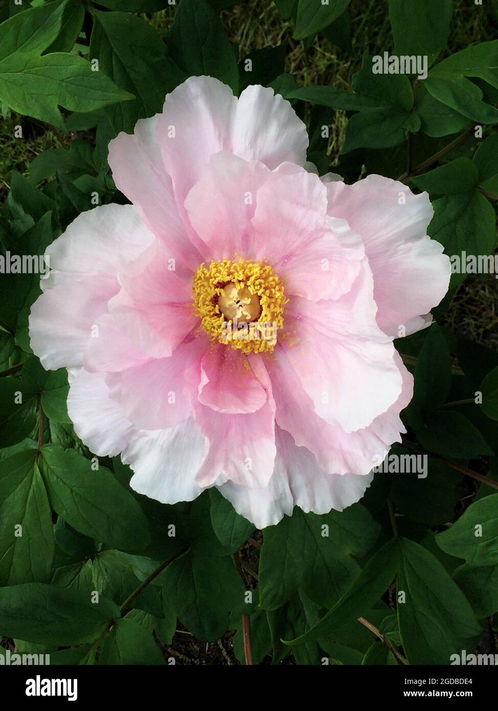 Tree peony flower hi-res stock photography and images - Alamy