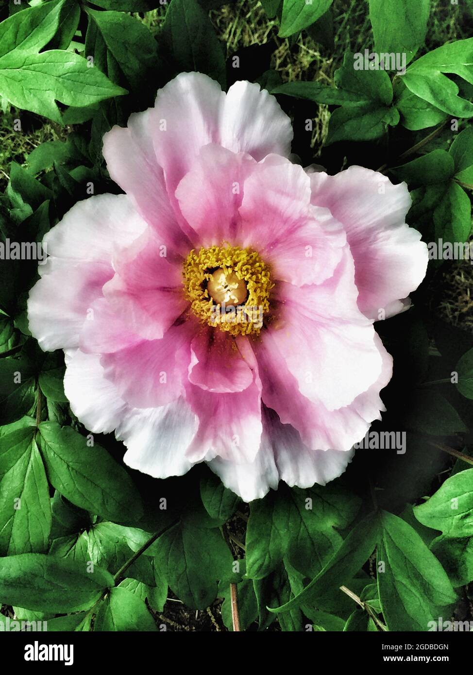 Single Tree Peony flower, pink blossom centered in frame, surrounded by ...
