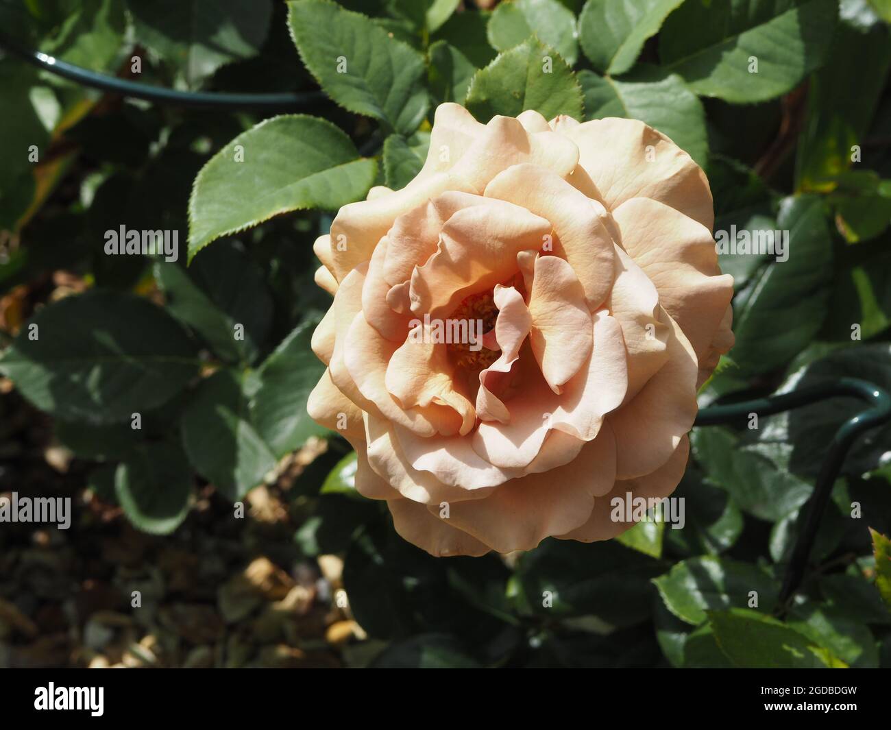 Coffee coloured flower hi-res stock photography and images - Alamy