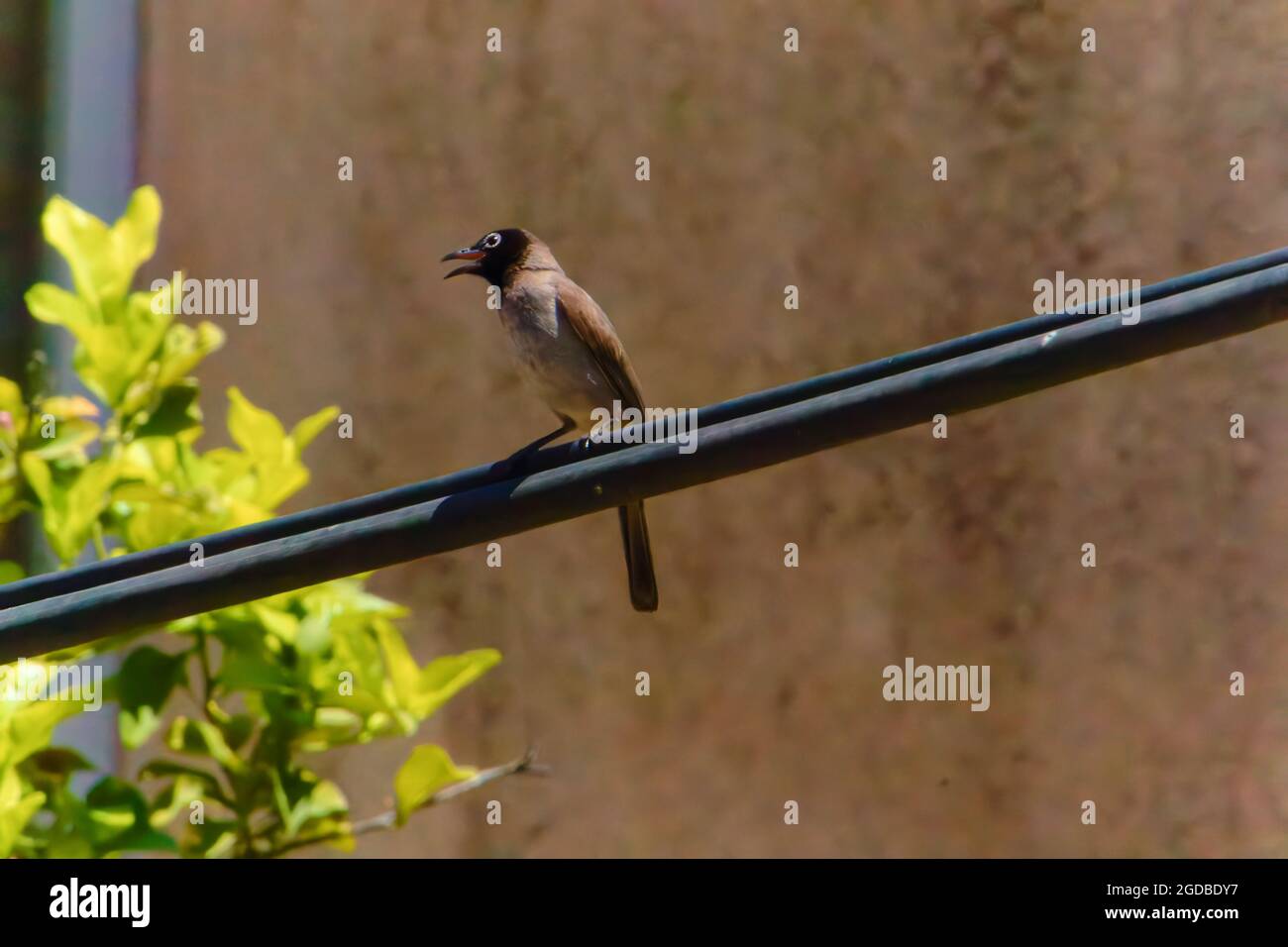 Bahrain background hi-res stock photography and images - Alamy