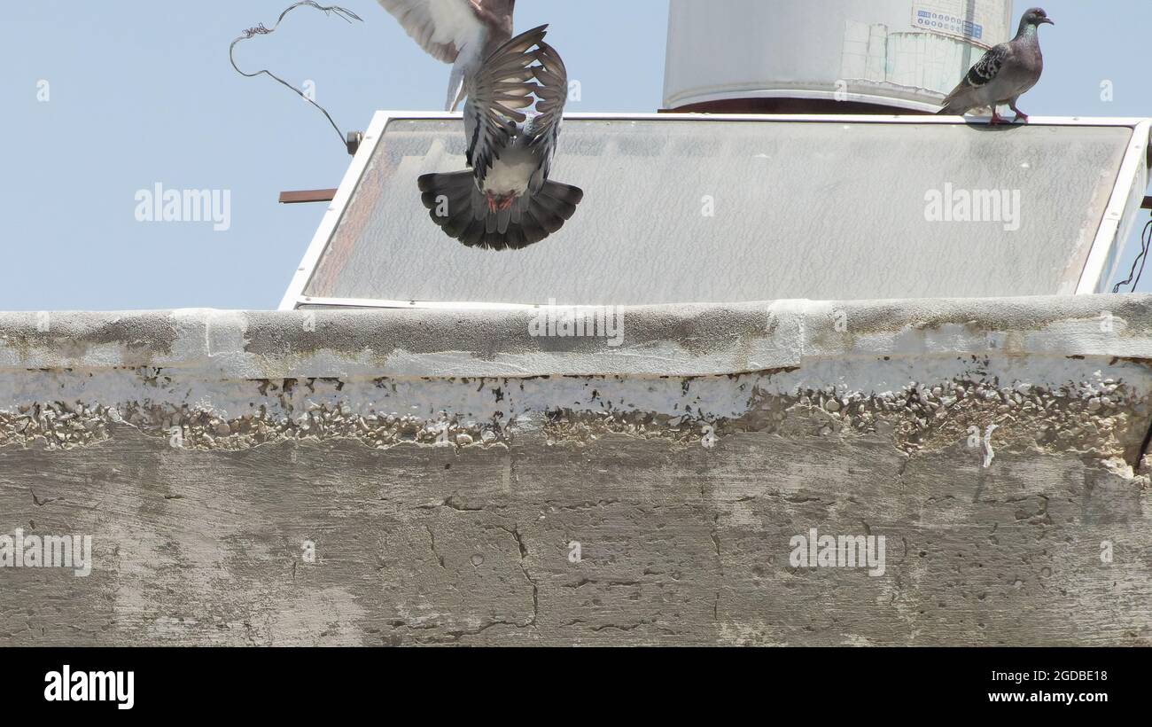 Pigeon on fortress wall hi-res stock photography and images - Alamy