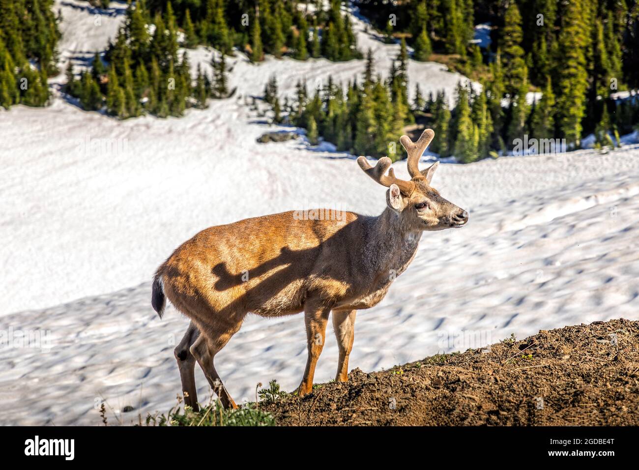 Blue ridge mountains animal hi-res stock photography and images - Alamy
