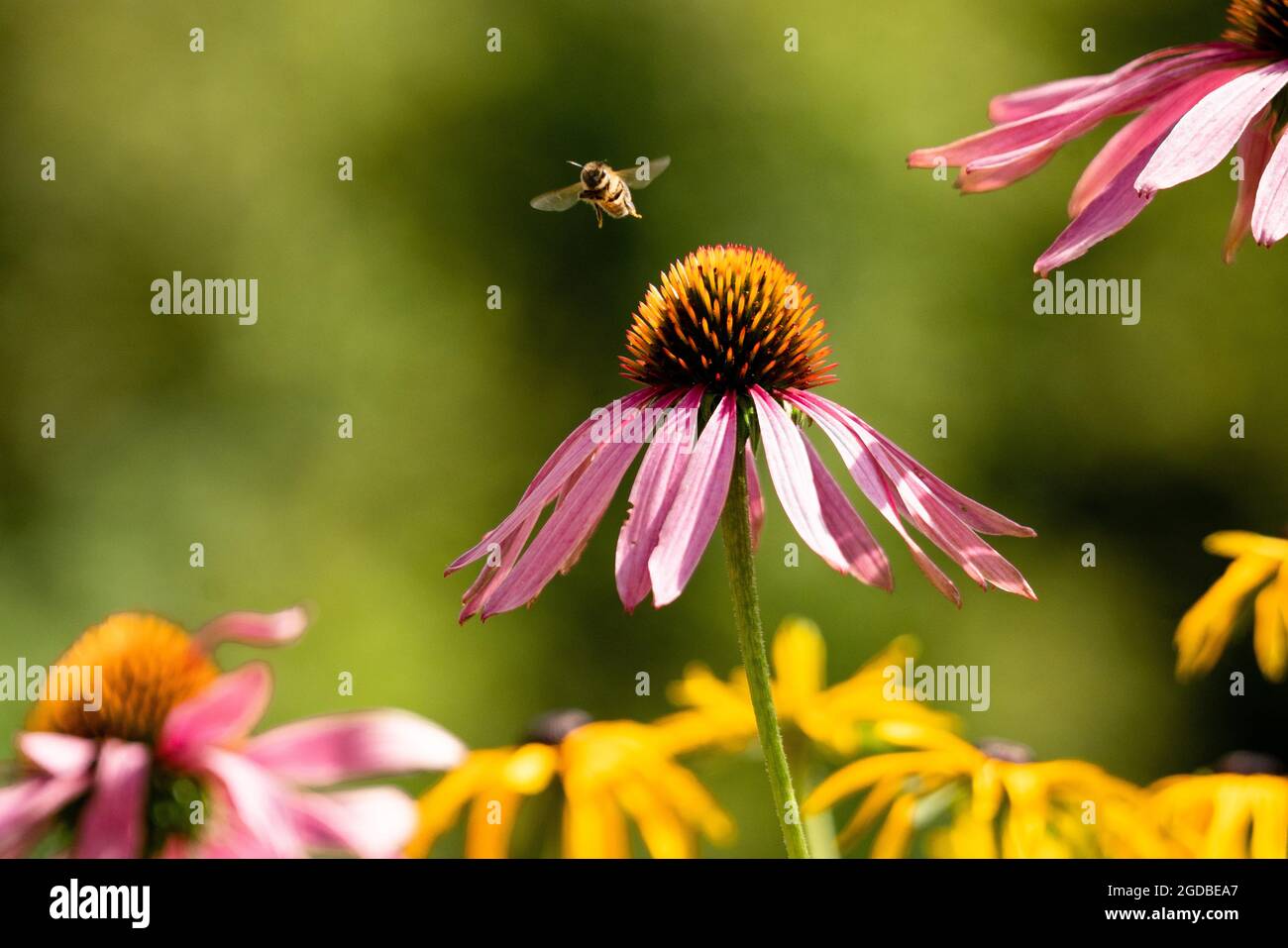 flowers with bee landing on one Stock Photo - Alamy