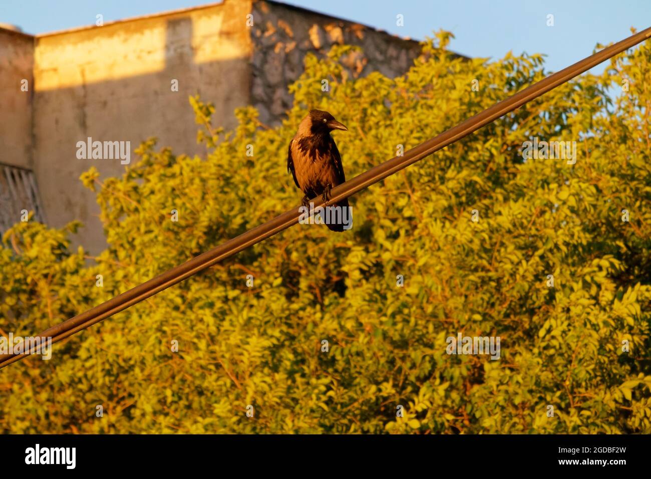 Large black raven bird on a Joshua tree Yucca Brevifolia in Joshua Tree ...