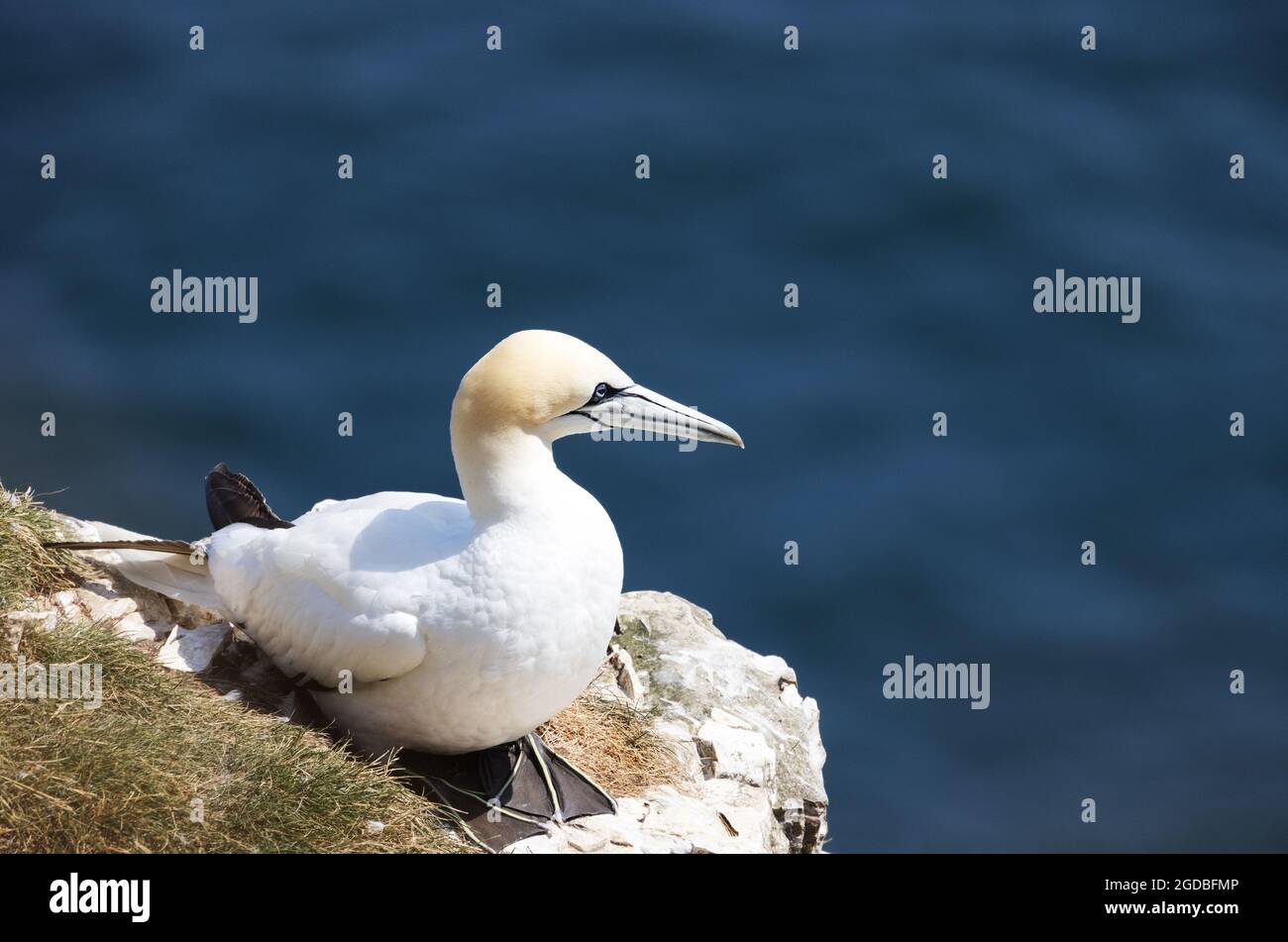 British seabirds hi-res stock photography and images - Alamy