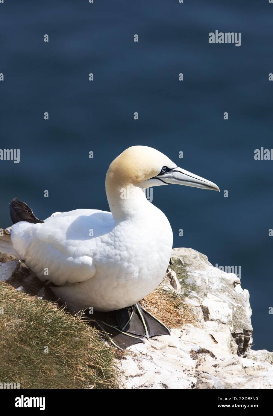 British seabirds hi-res stock photography and images - Alamy