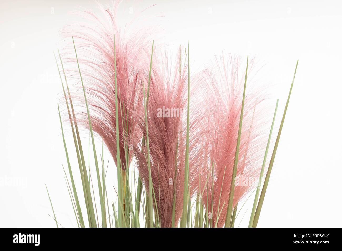 The Pink and Purple Pampas Grass also known as the Jubata Grass or ...