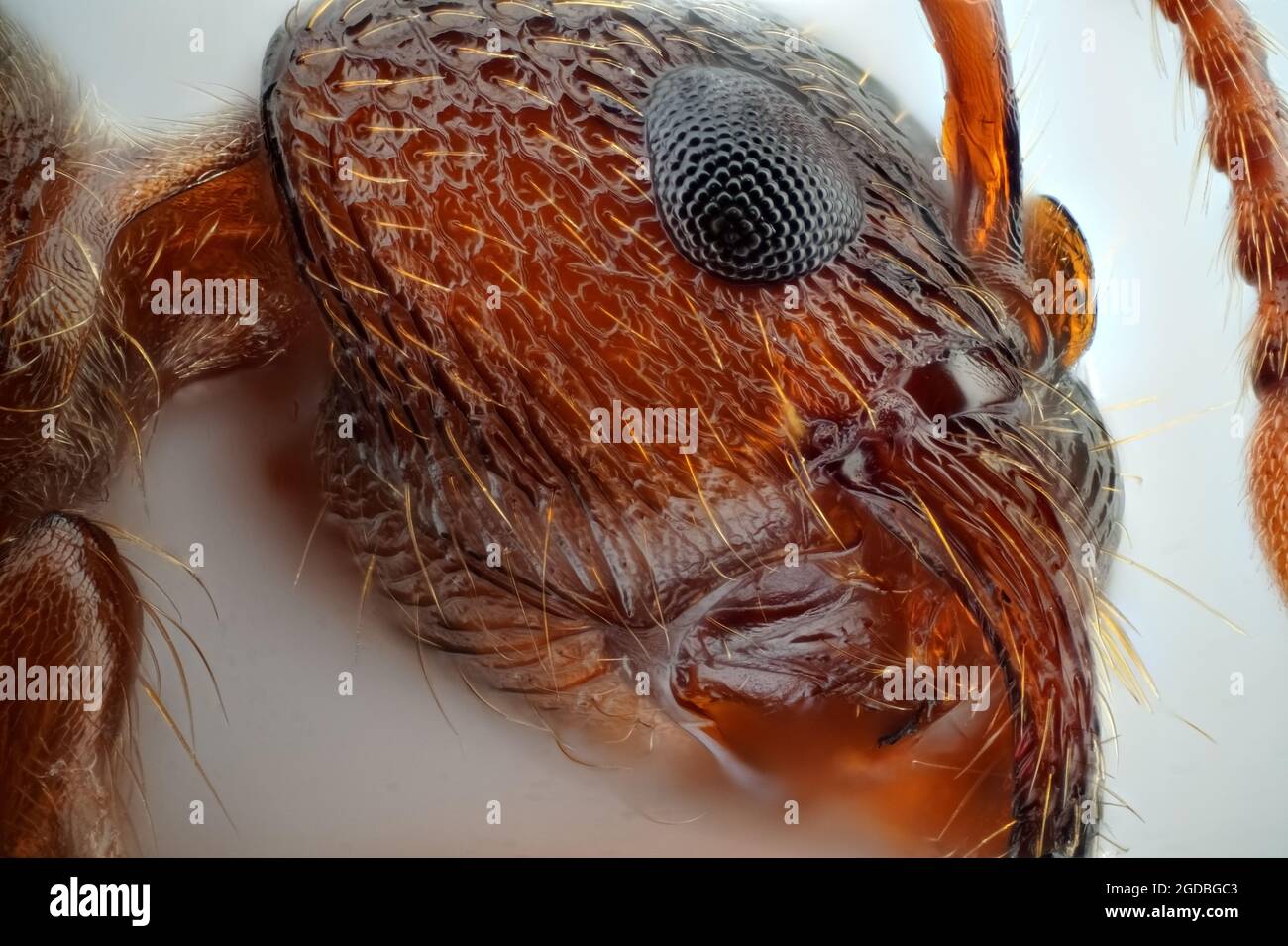 Kings head top hi-res stock photography and images - Alamy