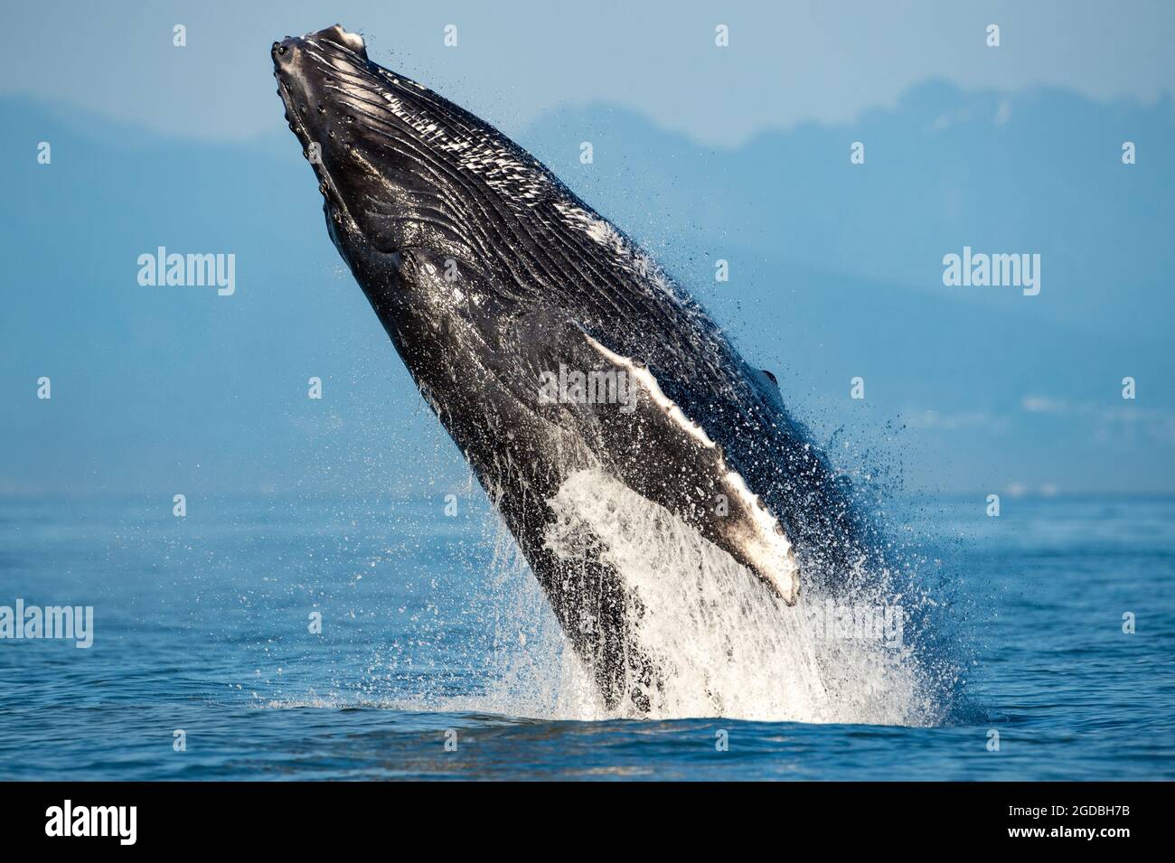 Huge humpback whale breaching on the surface of the Strait of Georgia ...