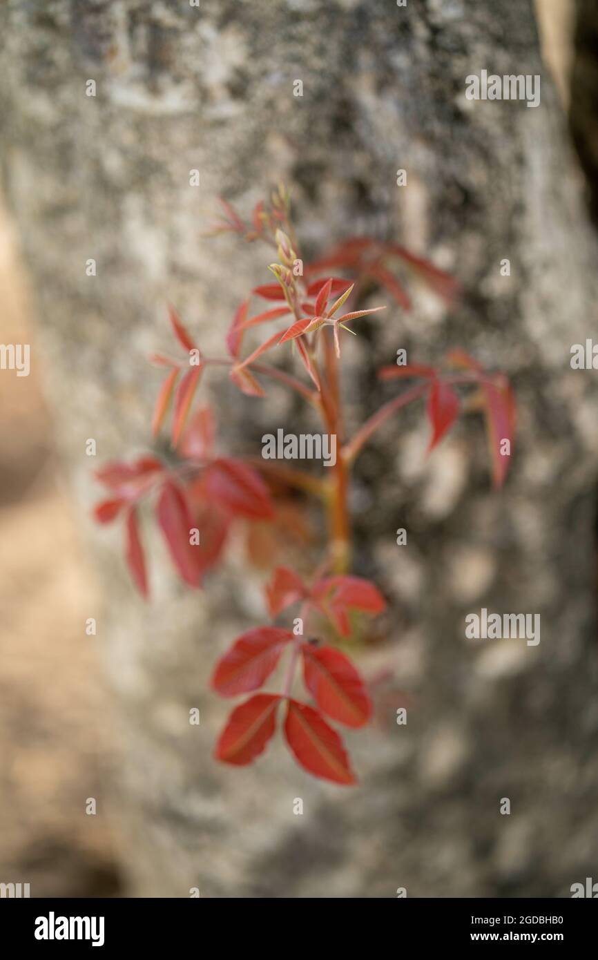 Small red leaves on a tree trunk with a blurred background Stock Photo ...