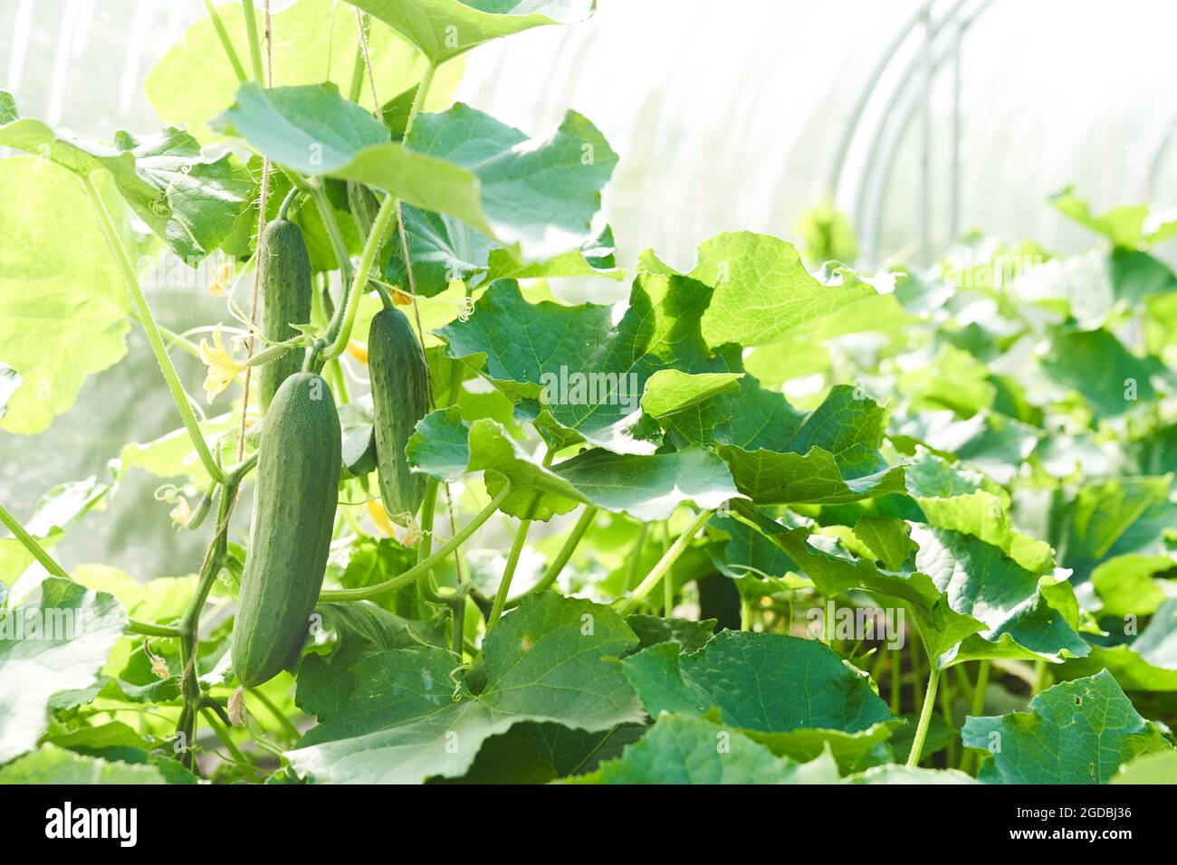 The growth and flowering of greenhouse cucumbers. Growing organic food ...