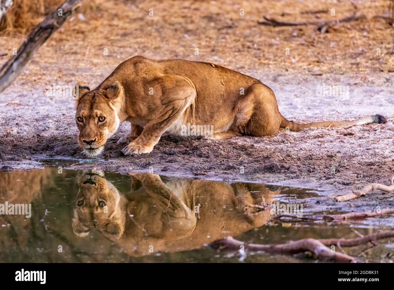 Waterhole wildlife hi-res stock photography and images - Alamy