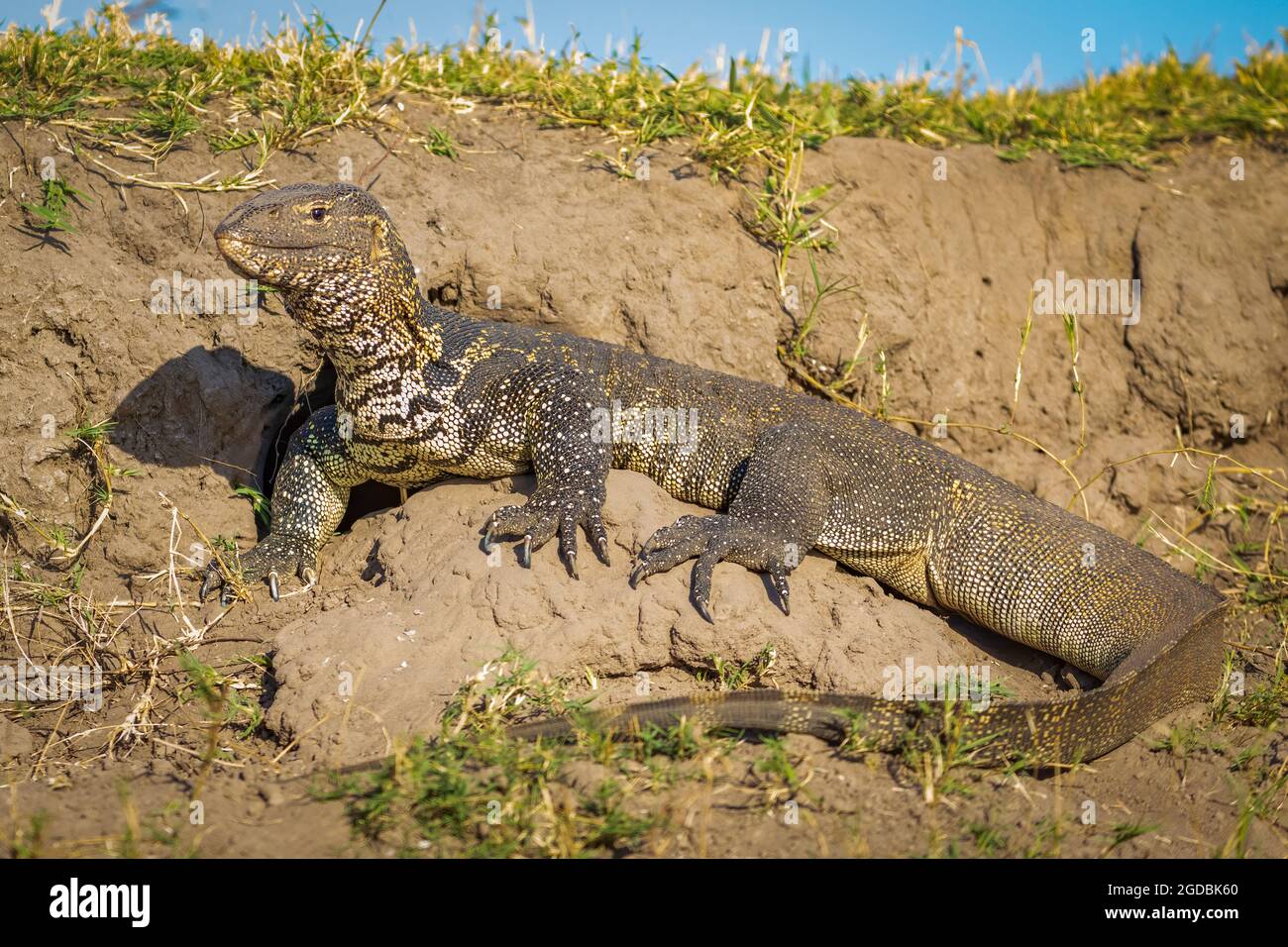 Two meters long hi-res stock photography and images - Alamy