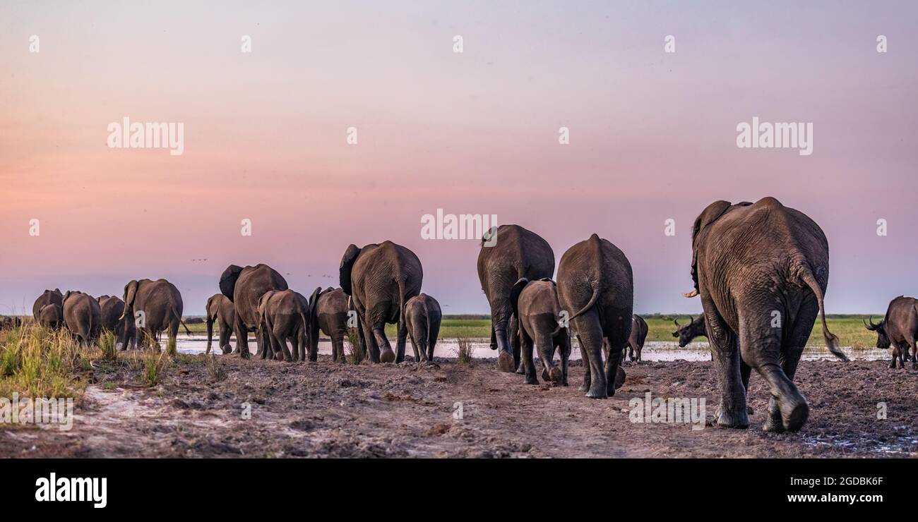 Marching along, single file Stock Photo - Alamy
