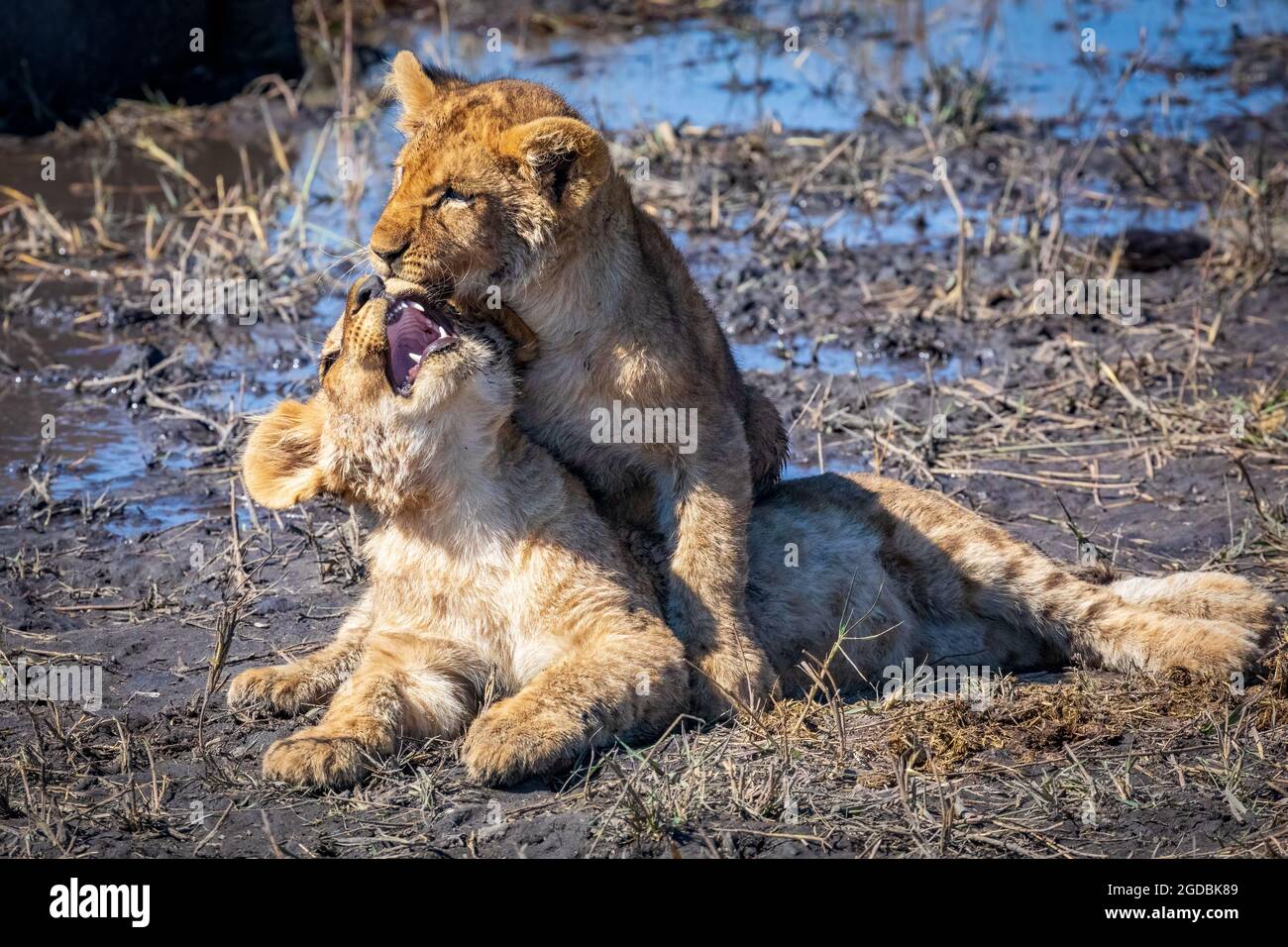Lion cubs play fighting in the Okavango Stock Photo - Alamy