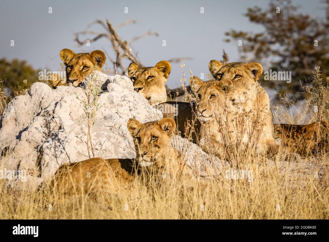 Fixated hi-res stock photography and images - Alamy