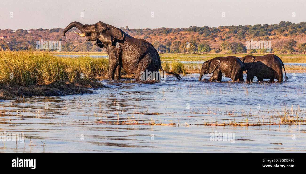 Matriarch elephant hi-res stock photography and images - Alamy