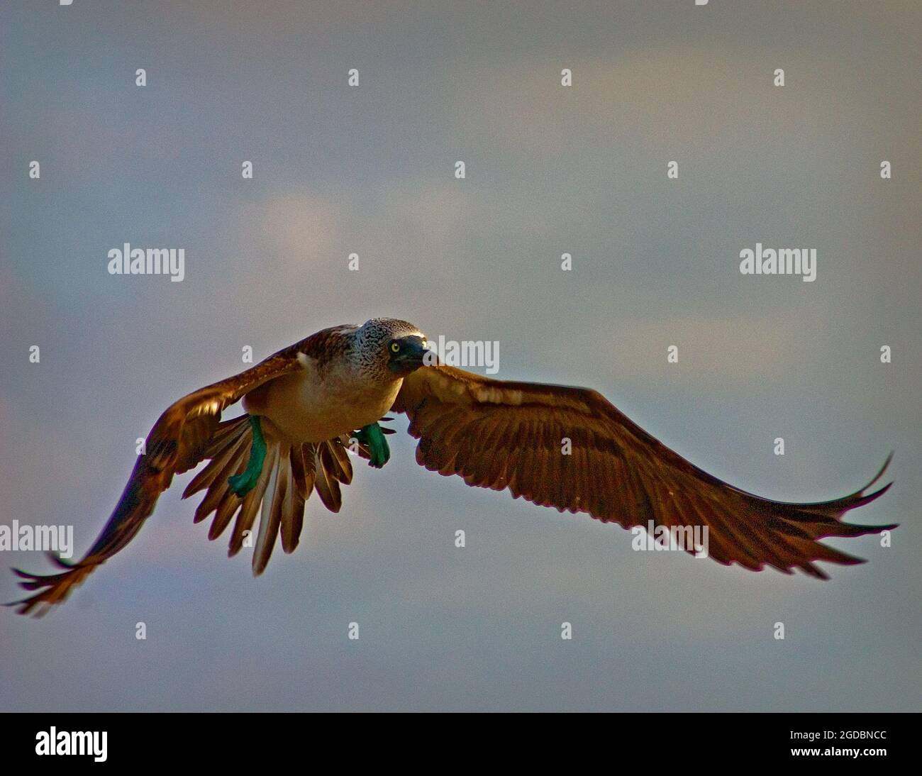 Galapagos Blue foot-ted Bobbie in flight Stock Photo - Alamy