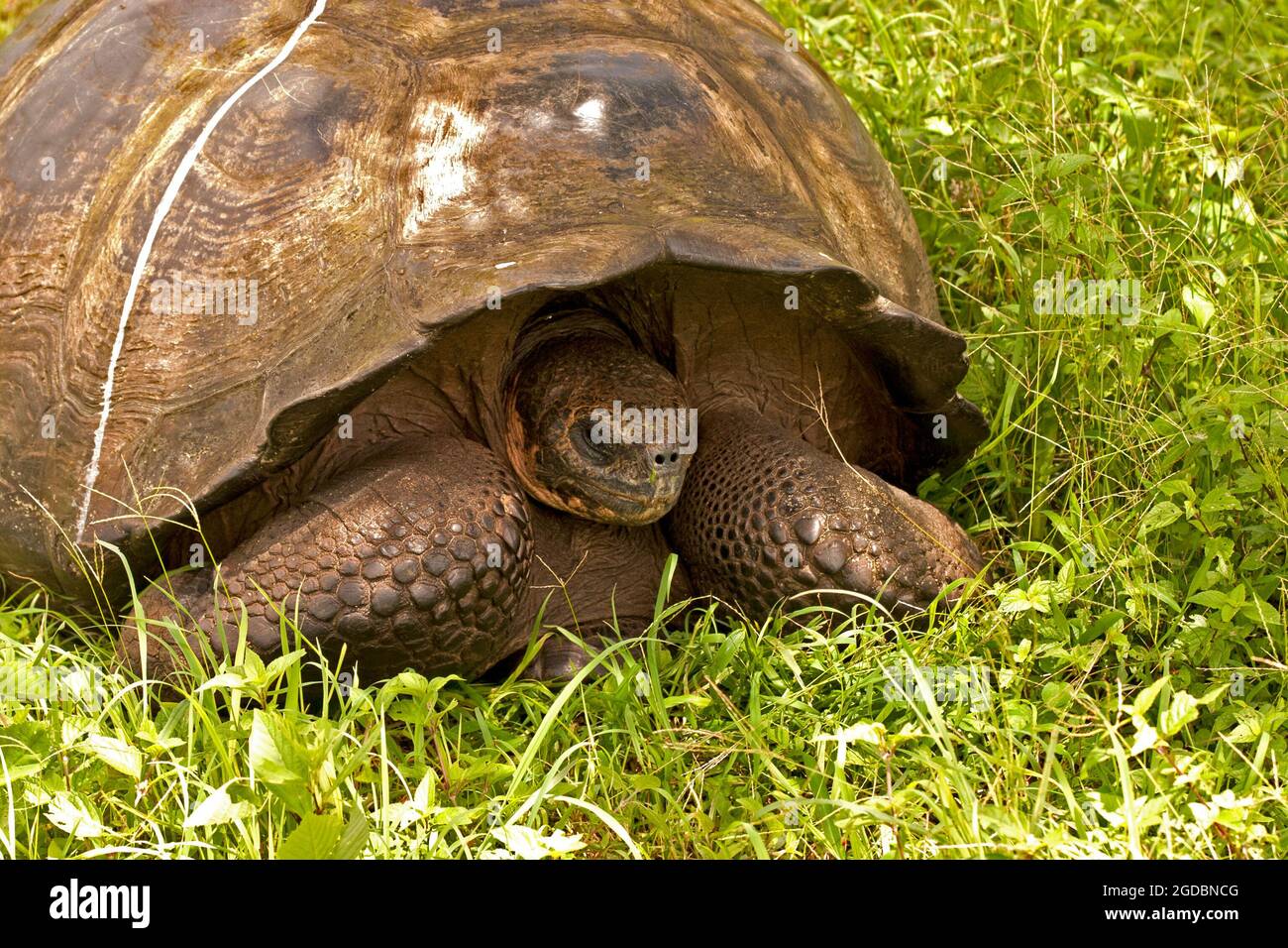 Galapagos land Tortoise Stock Photo - Alamy