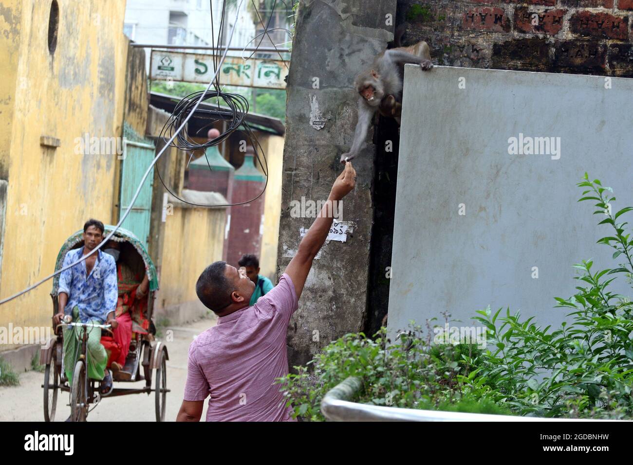 Dhaka, Bangladesh. 12th Aug, 2021. Japanese macaques are fed by a ...