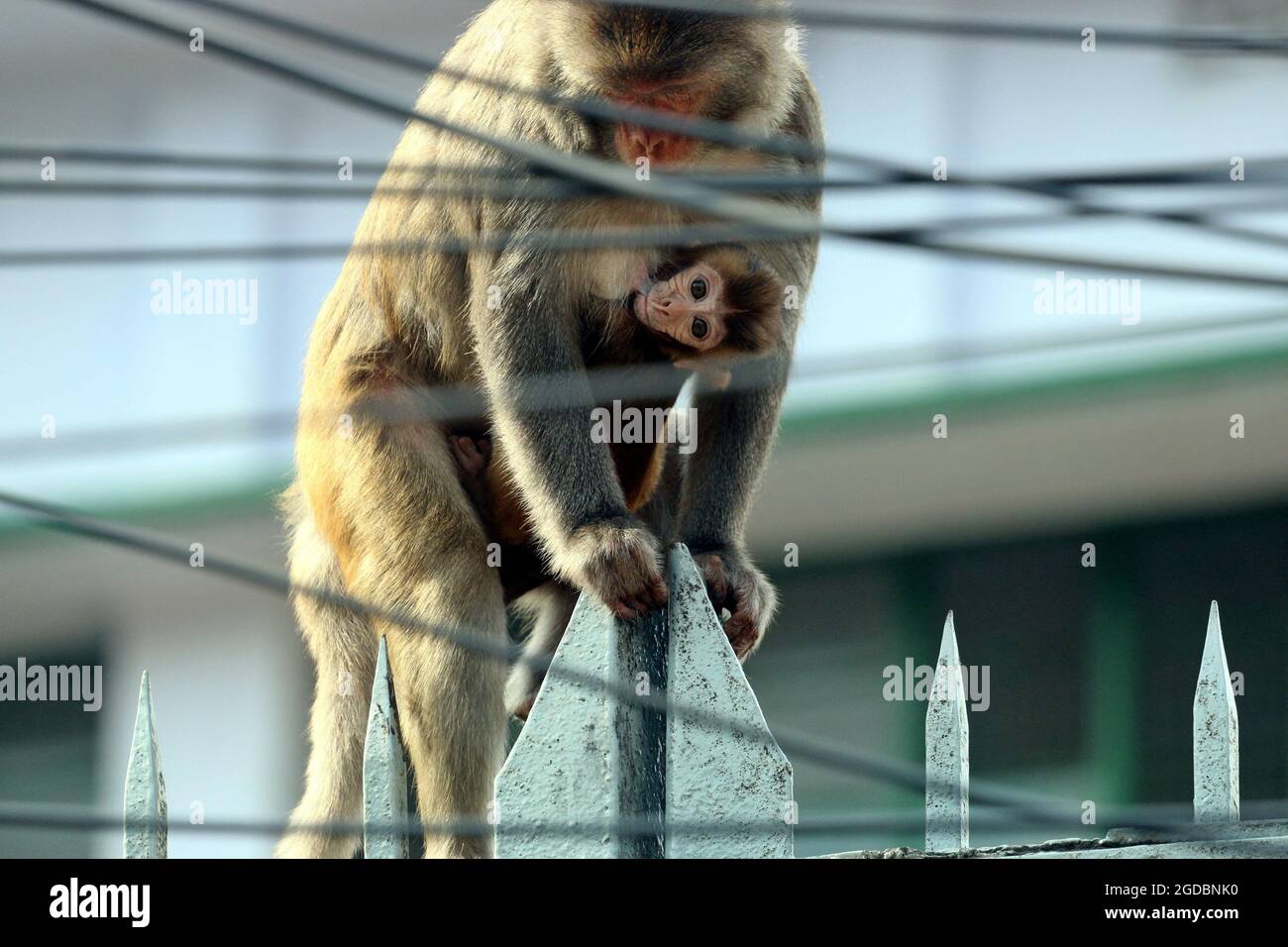 Dhaka, Bangladesh. 12th Aug, 2021. Japanese macaques are seen on the ...