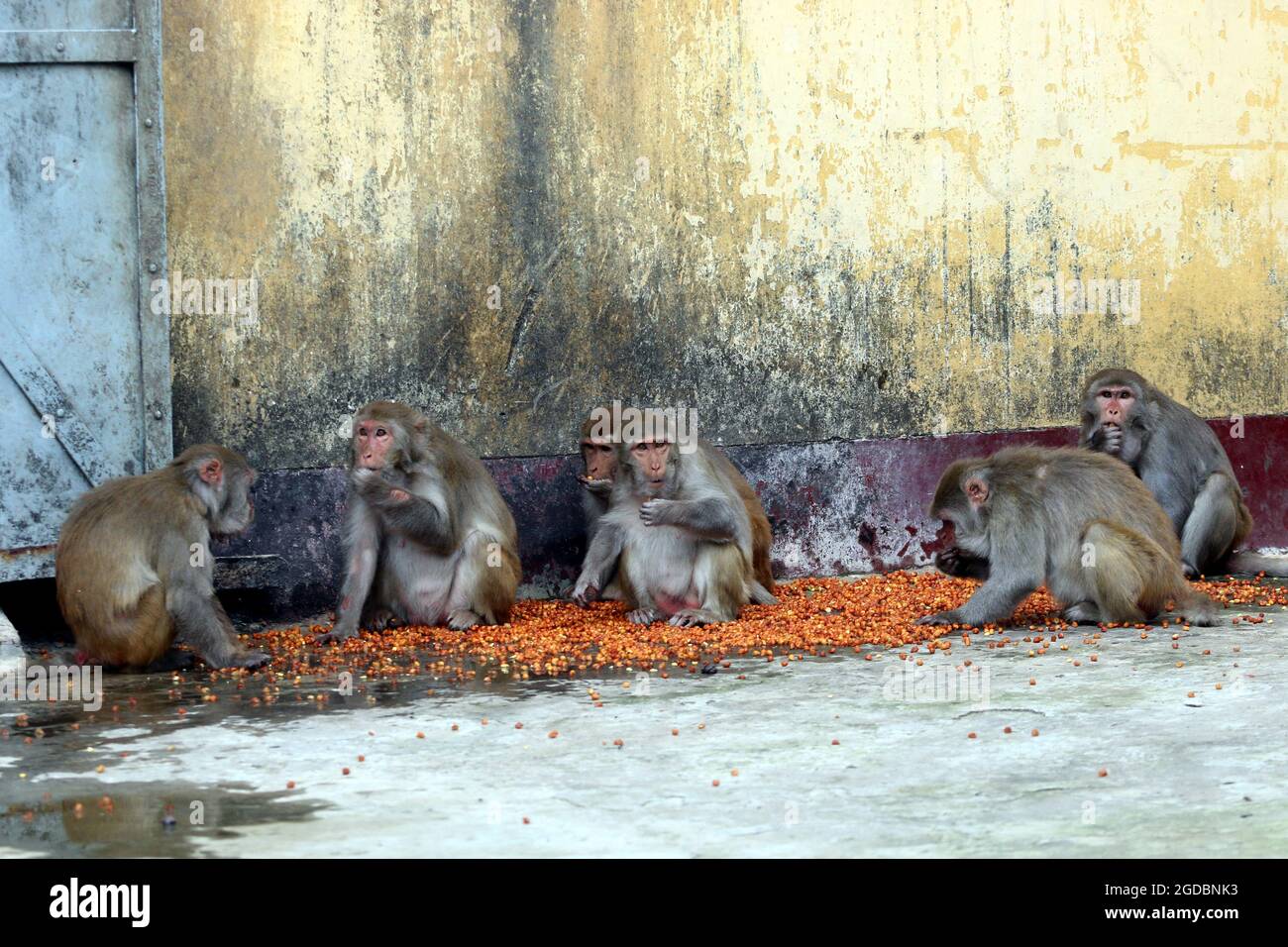 Dhaka, Bangladesh. 12th Aug, 2021. Japanese macaques are seen on the ...