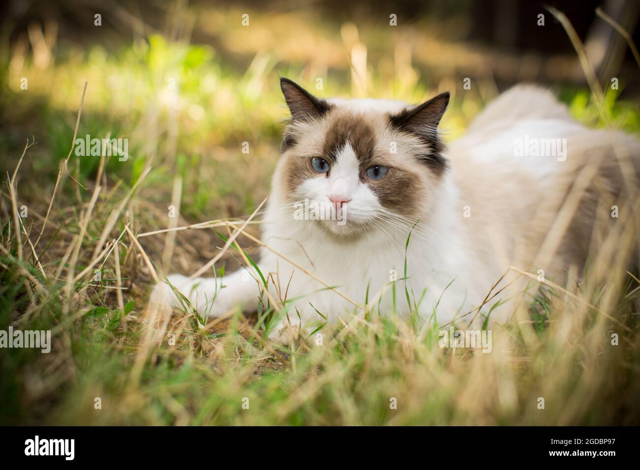 beautiful young cat of Ragdoll breed walks on the street, outdoors ...