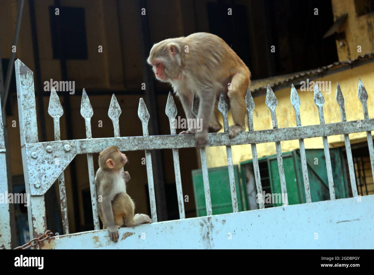 August 12,2021, Dhaka, Bangladesh: Urban monkeys waits for food on the ...