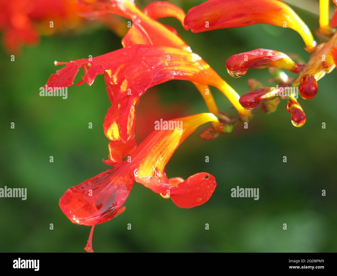 A hot & tropical planting scheme must include the vibrant orange ...