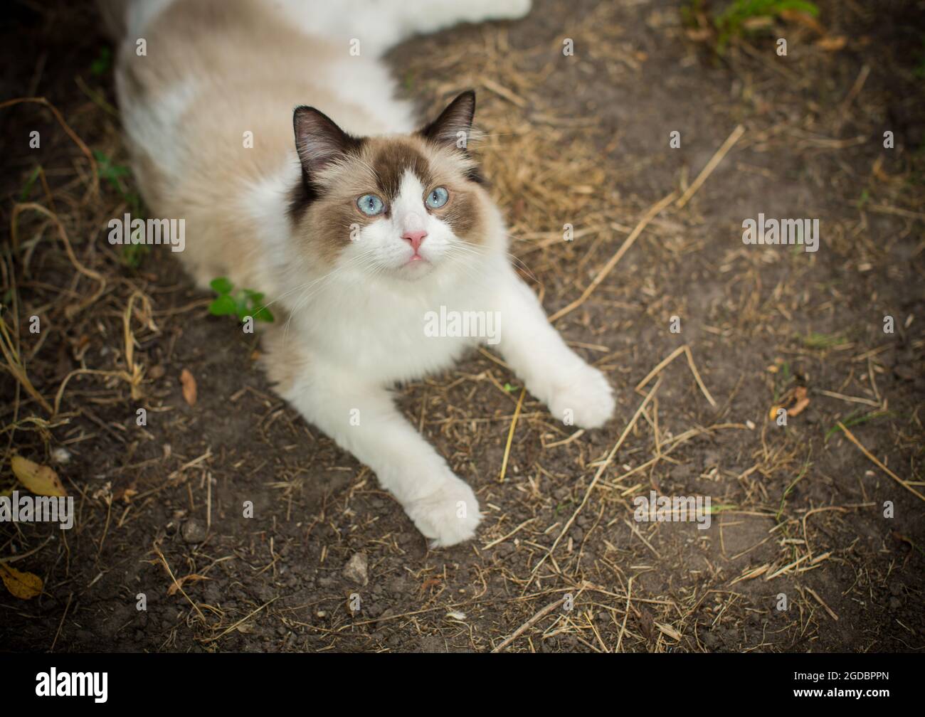 beautiful young cat of Ragdoll breed walks on the street, outdoors ...