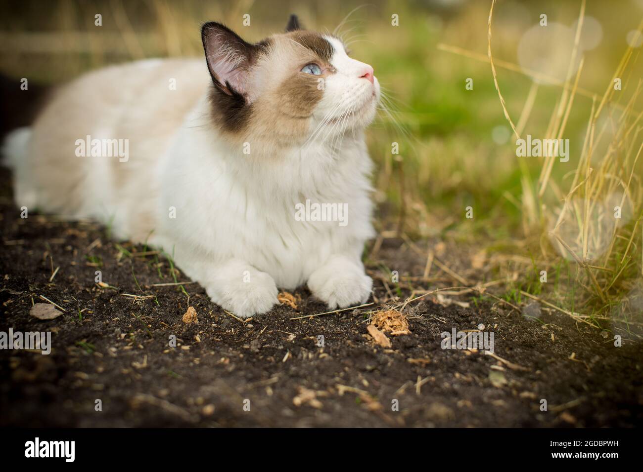 beautiful young cat of Ragdoll breed walks on the street, outdoors ...