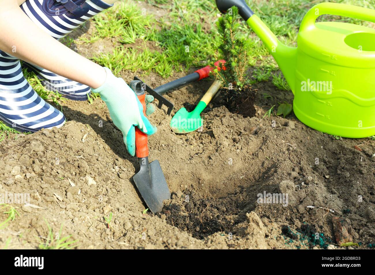 Gardener planting tree in spring Stock Photo - Alamy