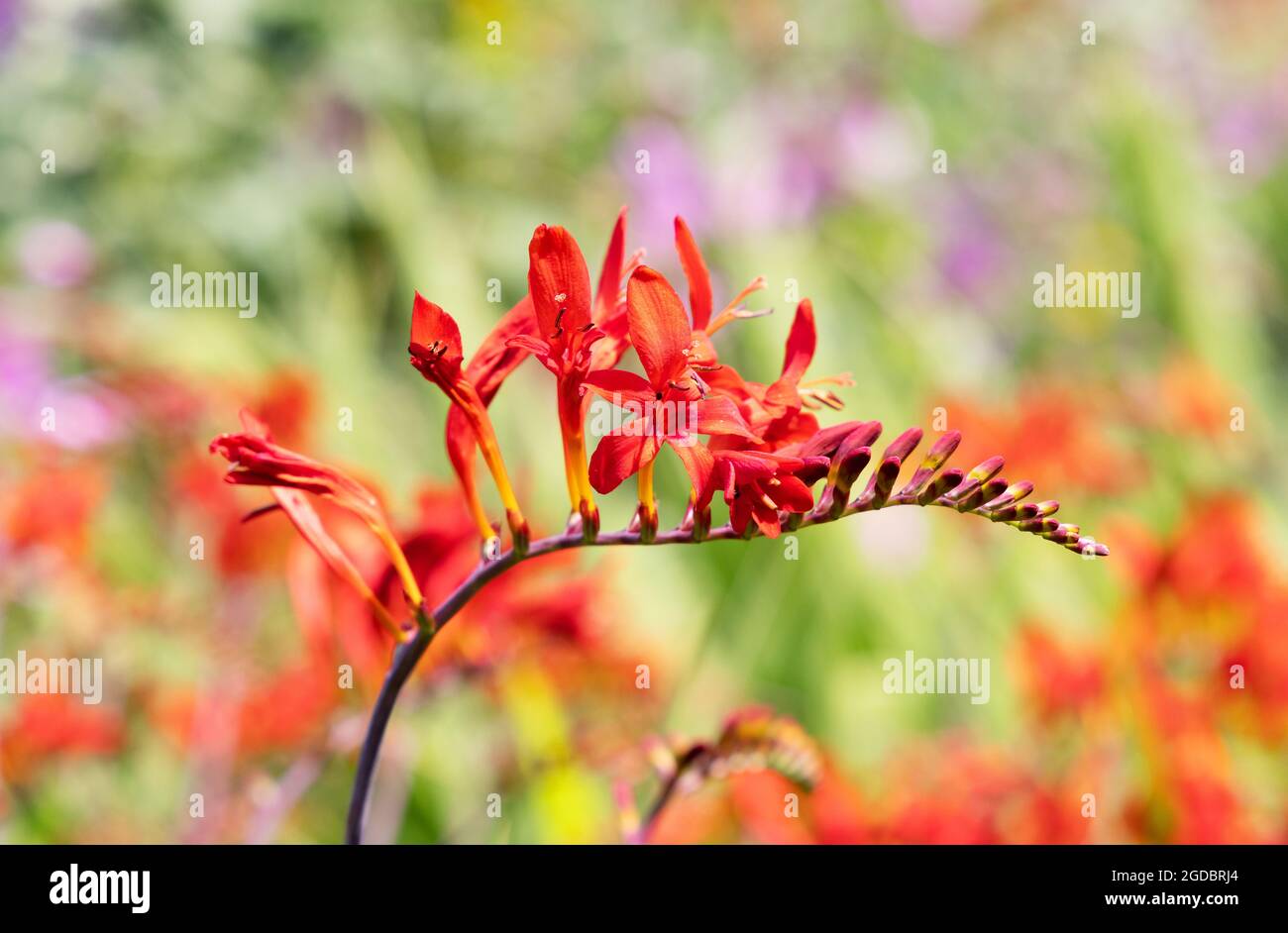 Crocosmia Lucifer aka Montbretia lucifer - brilliant red flowers in ...