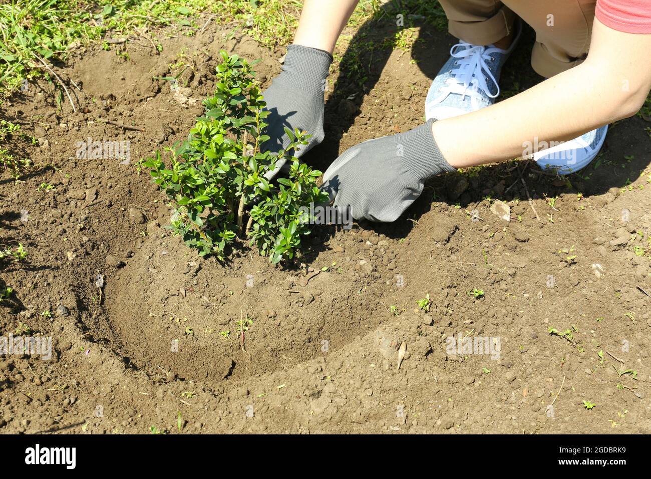 Gardener planting tree in spring Stock Photo - Alamy