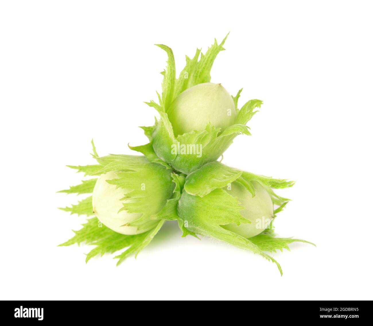 Green hazelnut nuts isolated on white background. Fresh green hazel ...