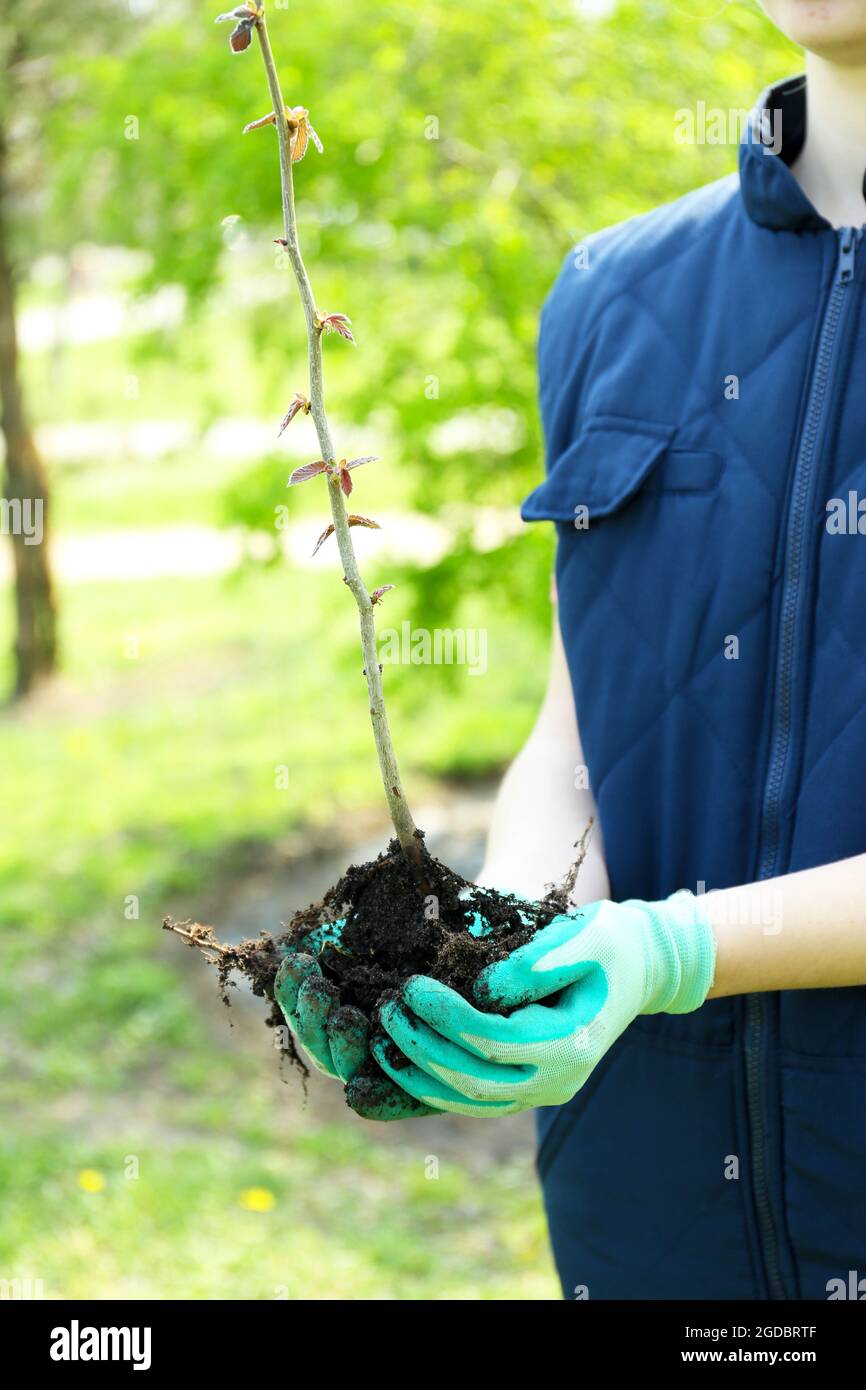 Gardener planting tree in spring Stock Photo - Alamy