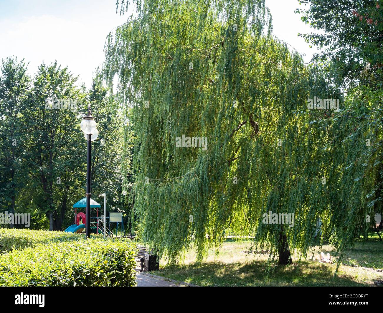 Moscow, Russia - 11 July 2021: old willow tree in Ekaterinsky park in ...