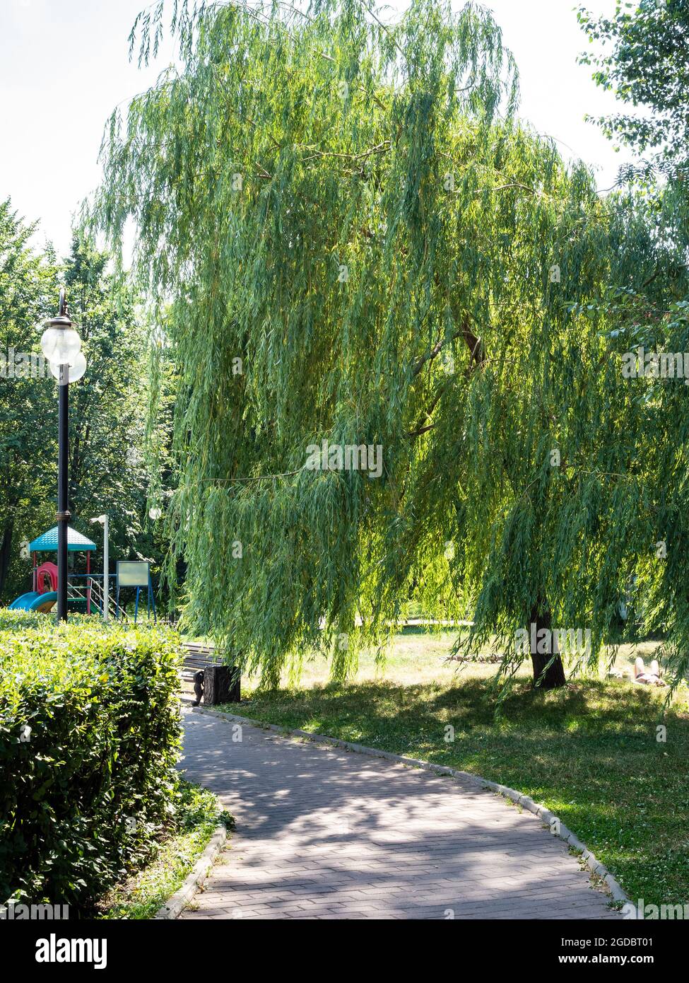Moscow, Russia - 11 July 2021: old willow tree over path in Ekaterinsky ...