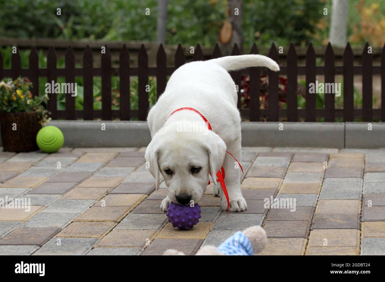 sweet yellow labrador dog playing in the park Stock Photo - Alamy