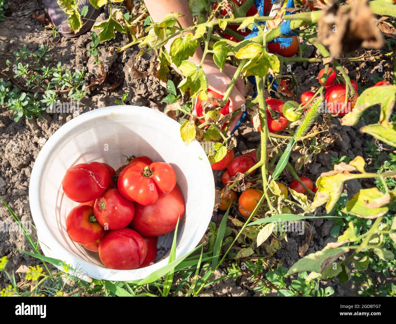 Bucket harvested tomatoes hand hi-res stock photography and images - Alamy