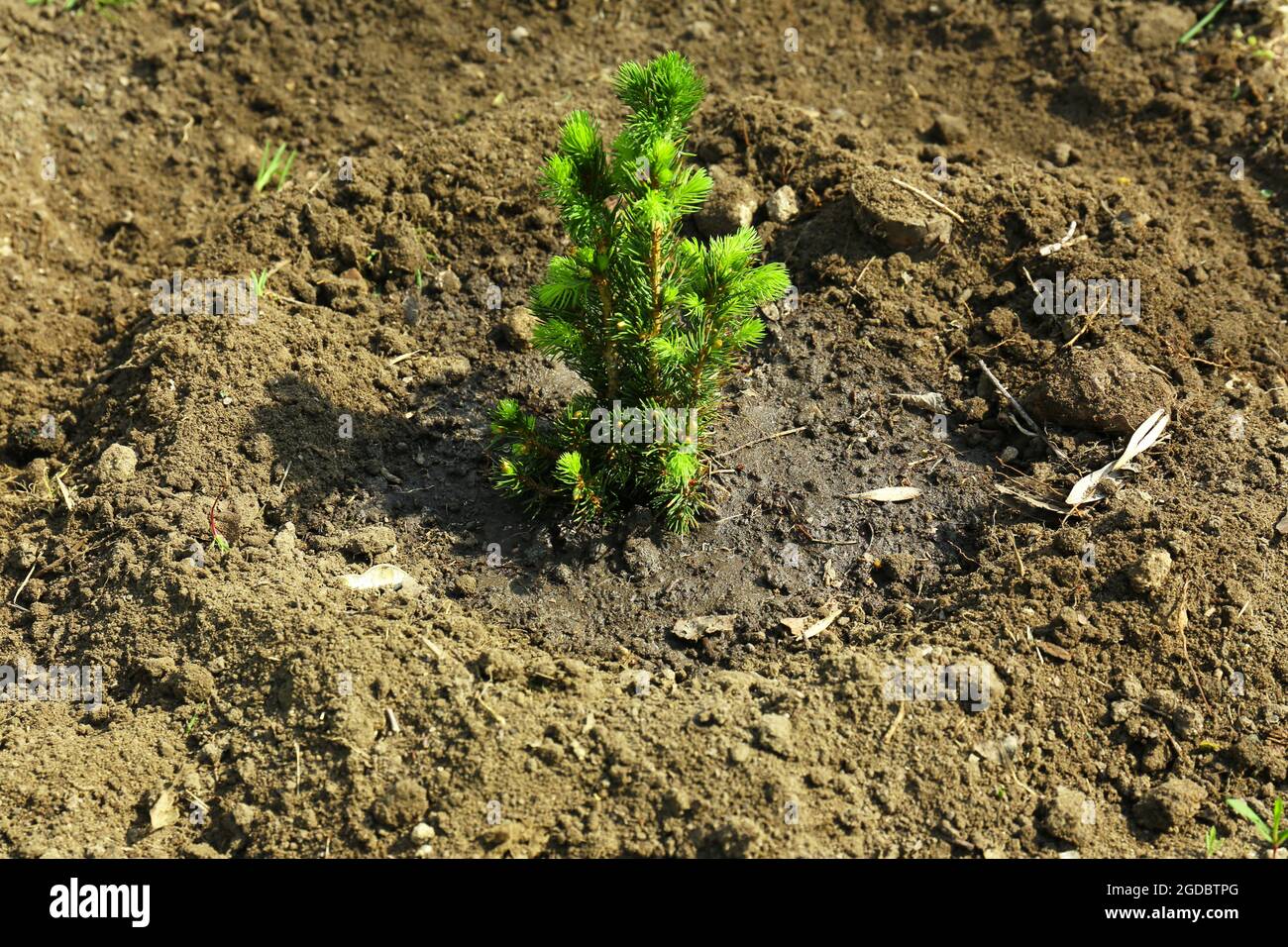 Watering young tree in spring Stock Photo - Alamy